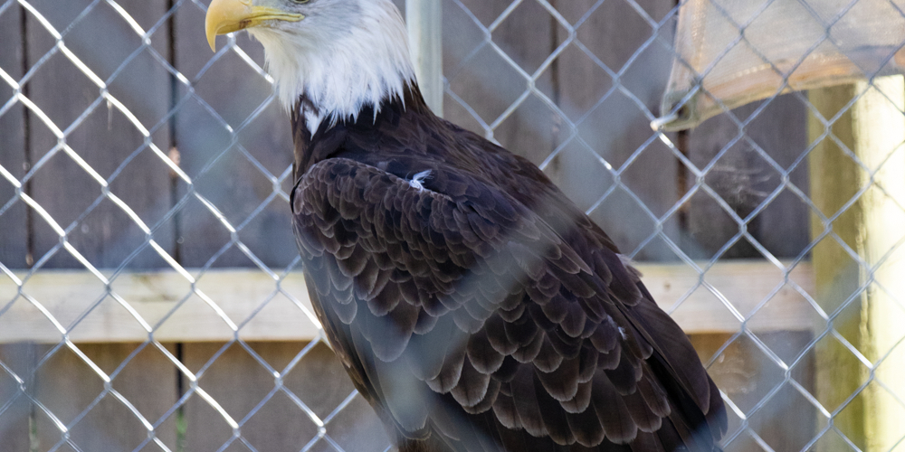 Students visit Union Ridge Wildlife Center - TRECA